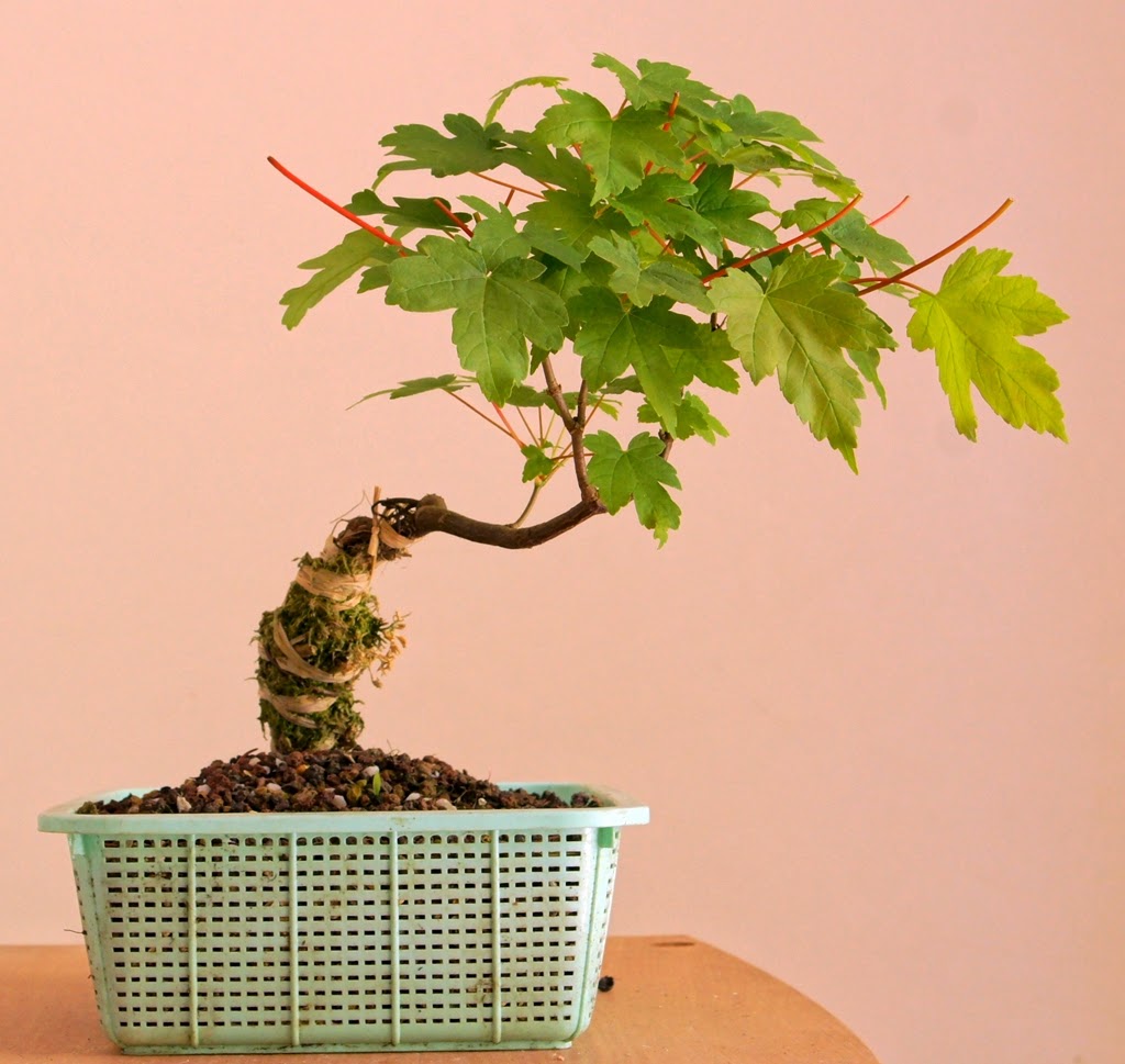 Histoires de Bonsaï: Un Erable Sycomore neagari