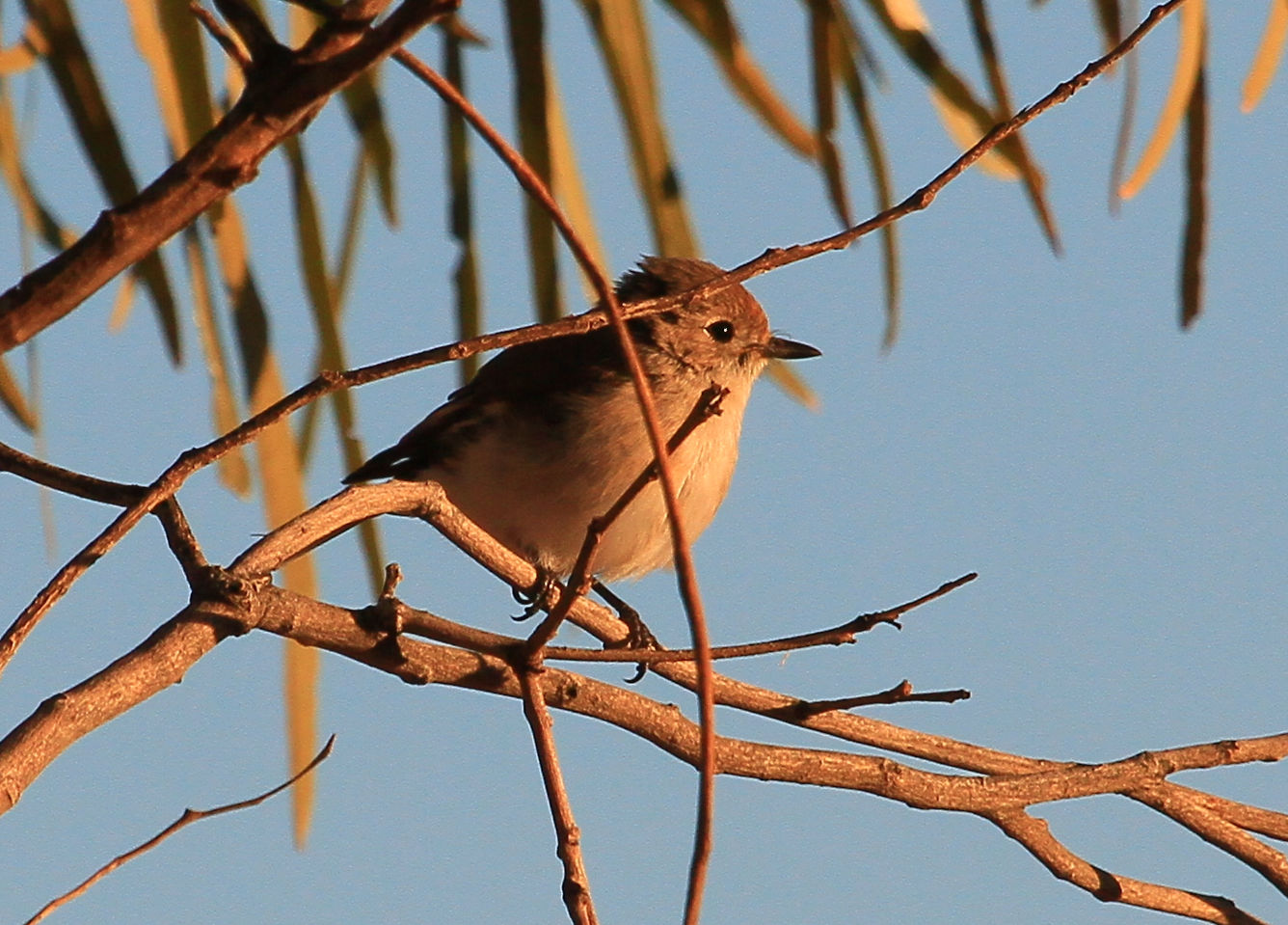 Richard Waring's Birds of Australia: Red-capped Robins dancing ...