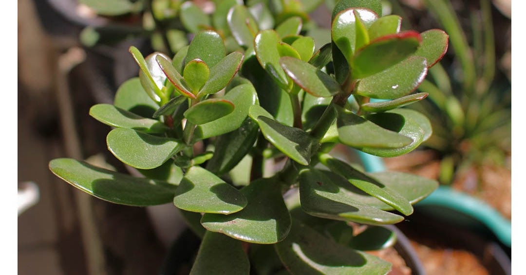 Crassula ovata | Succulentpedia