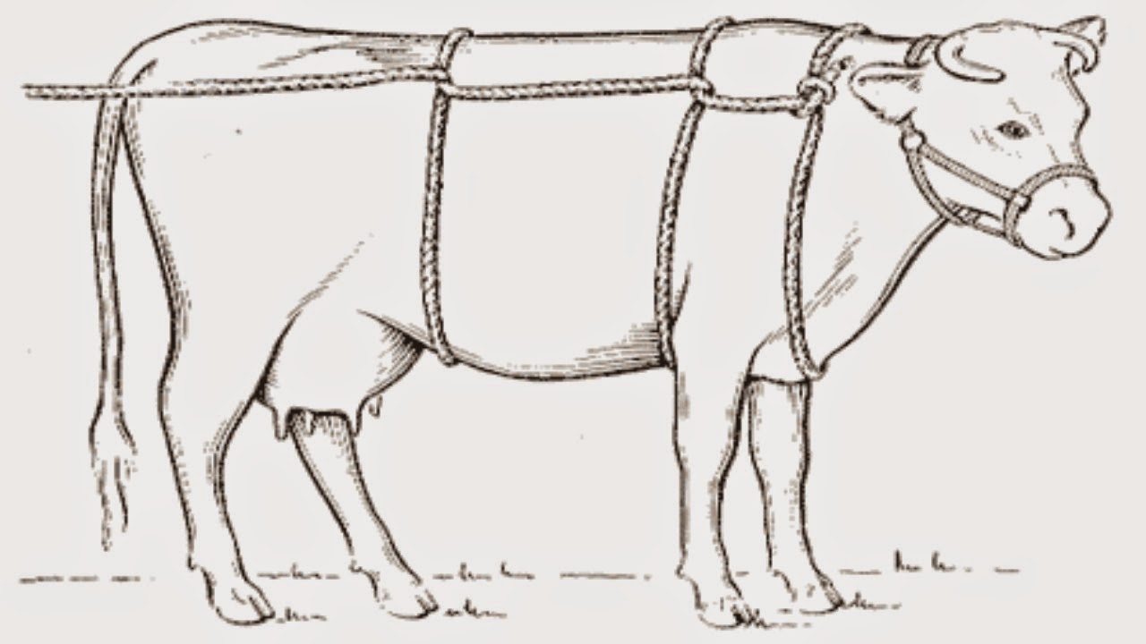 SARUEDI SIMAMORA: RESTRAIN DAN CASTING PADA SAPI