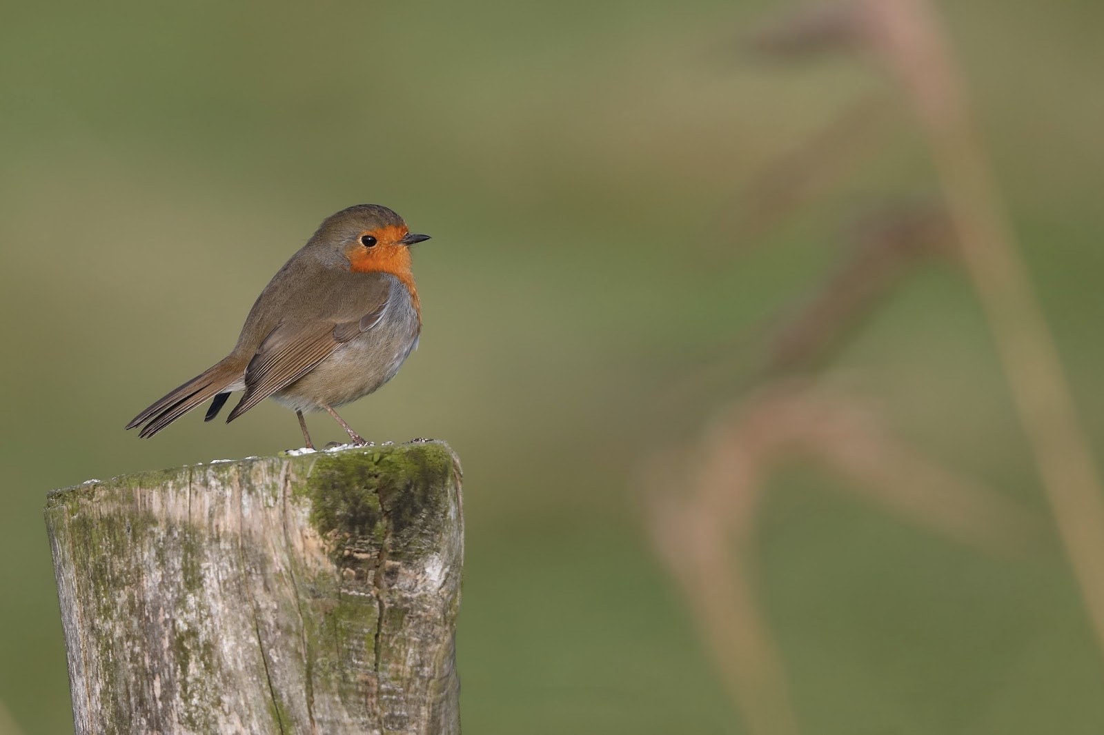 OISEAUX de Jean-Pierre CAPPE: 14-01-18, Belgique, Rouge-gorge, Faucon ...