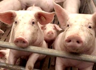 DE JESUS GÓMEZ: IMAGENES DEL CHANCHO O CERDO