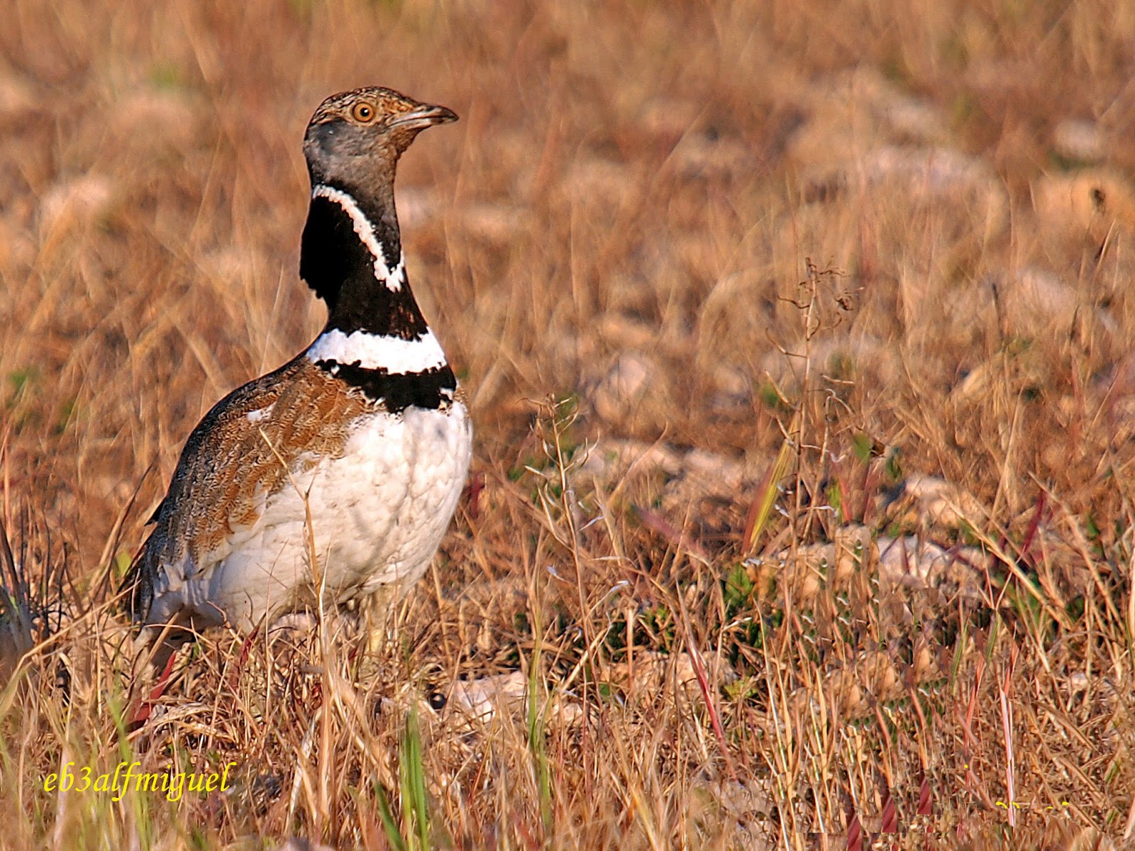 Miguel fotografia: Sisón común (Tetrax tetrax)