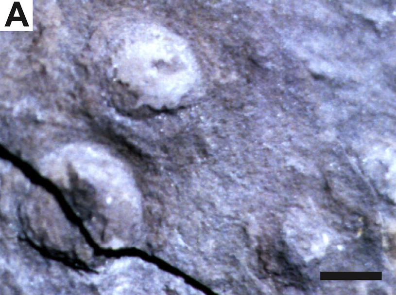 Sciency Thoughts: Putative discoidal fossils from the Ediacaran of ...