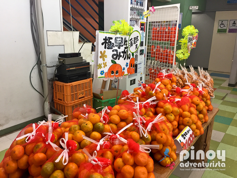 THINGS TO DO IN JAPAN: Orange Picking at Gamagori Orange Park, Aichi ...