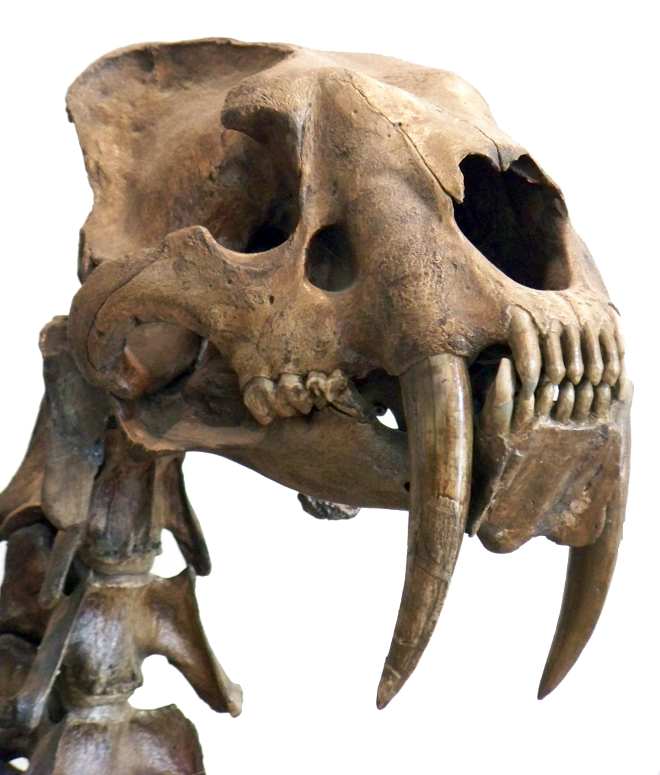 JURASSIC GIANTS: SMILODON :THE SABER-TOOTH CAT