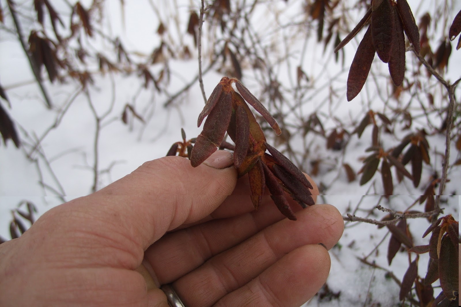 Forest House Farm: Labrador Tea