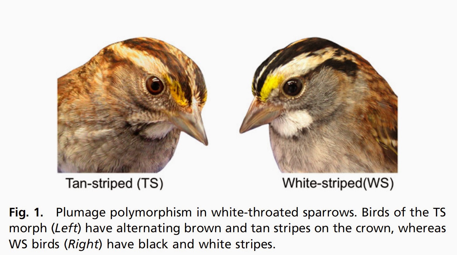 Molecular Evolution Forum: Evolution of a Behavioral Character in a ...