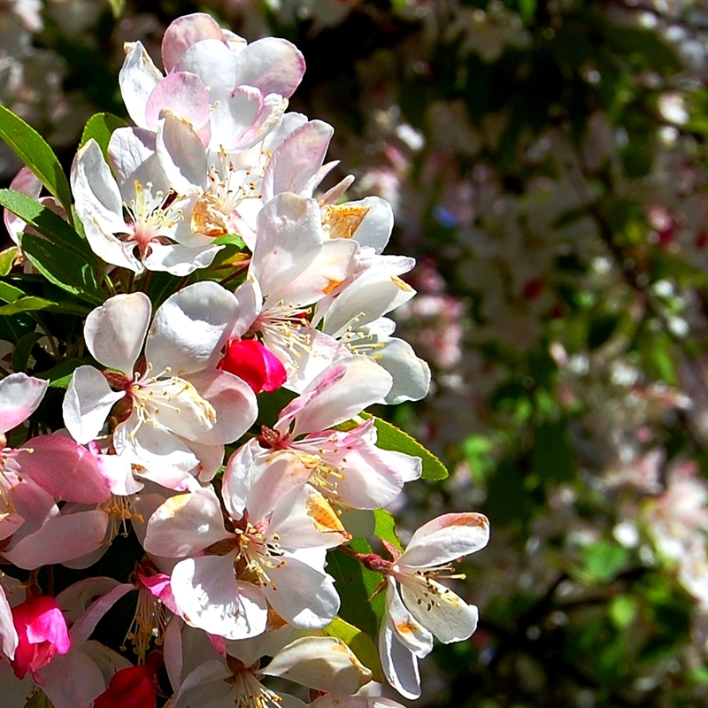 Capadia Designs: Fresh Spring Flowers and new beginnings