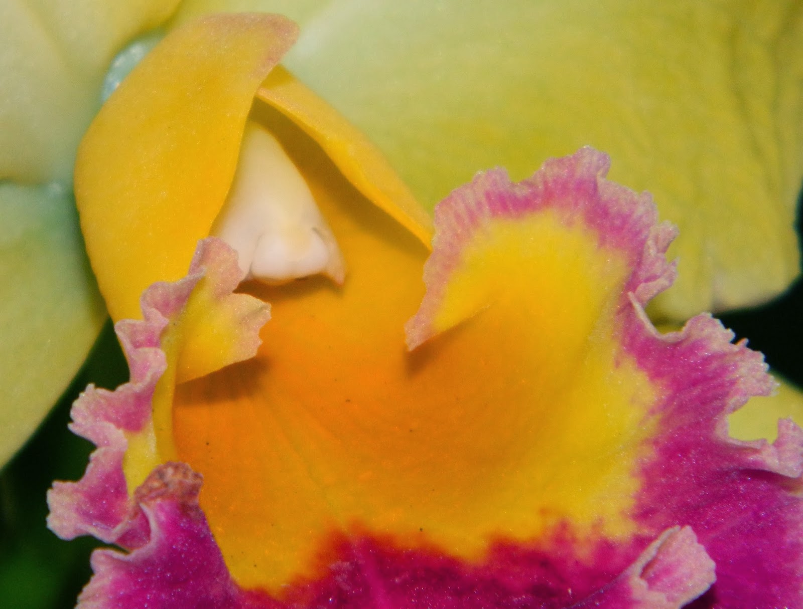 Lise's Log Cabin Life: Greeted By A Lovely Orchid