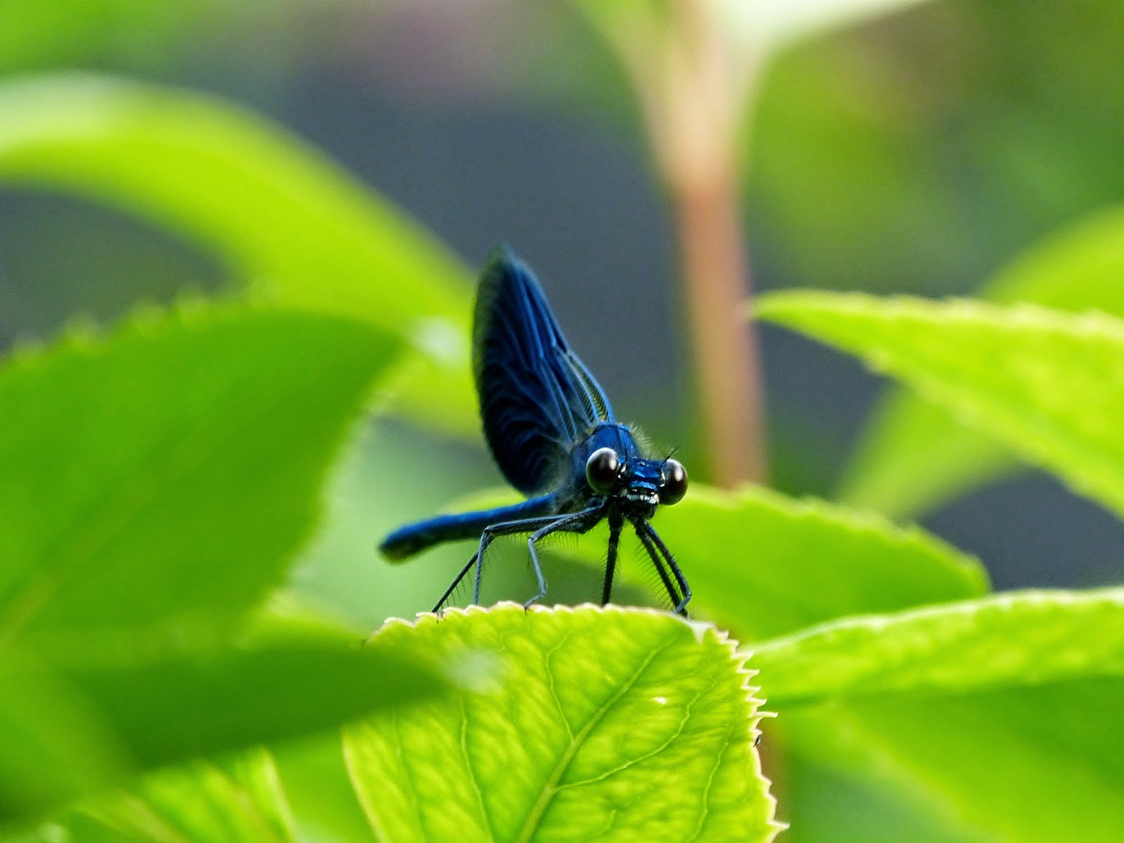 Photos d'insectes: Les Odonates (Libellules et Demoiselles)
