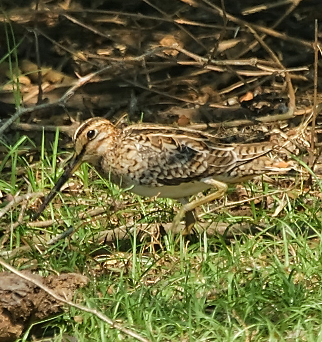 Pintail snipe photos | Birds of India | Bird World