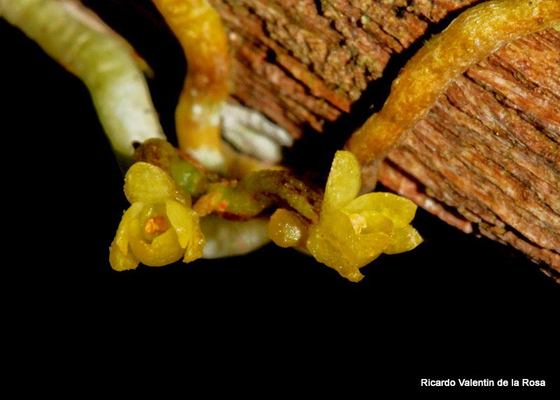 Ricardo's Blog, : Dendrophylax porrectus a leafless orchid growing on a ...