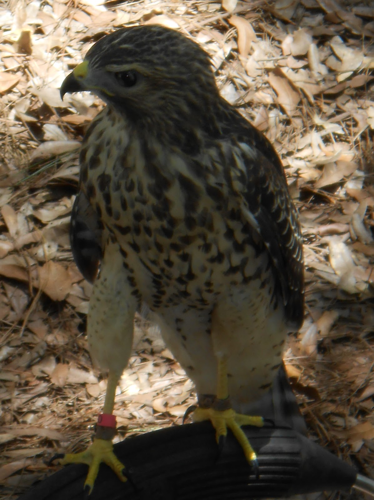 My Daily Swoon: Audubon's Center for Birds of Prey
