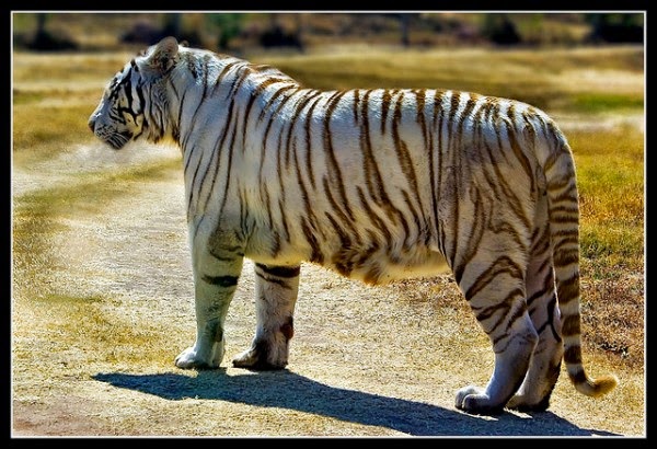 30 Hasil Foto Macan Yang Imut dan Gambar Harimau Putih Muka Ganas PNG ...