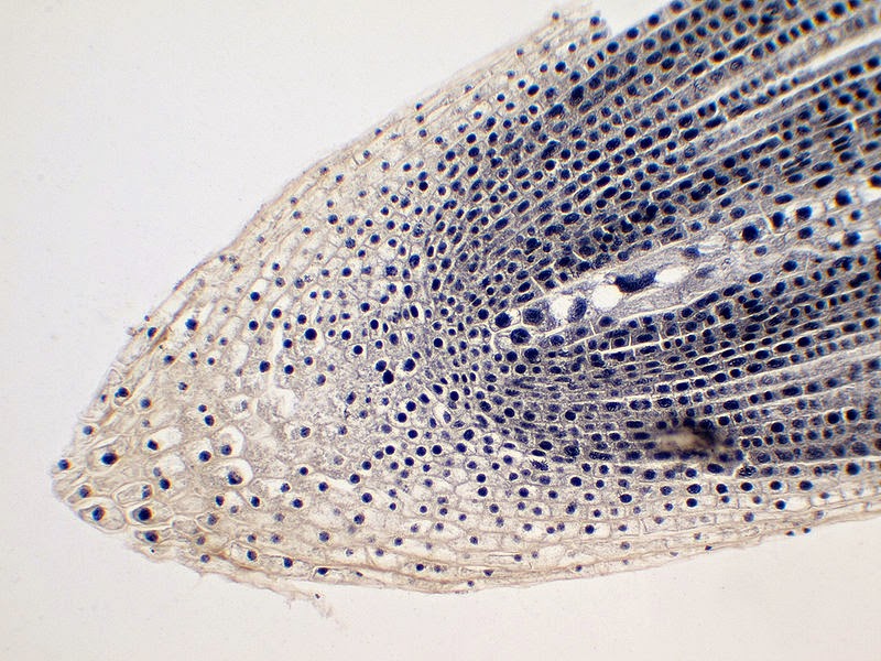 el moderno prometeo: Histología Vegetal: Meristemos.