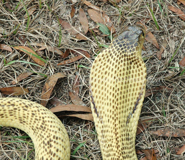 Animals of the world: Equatorial Spitting Cobra