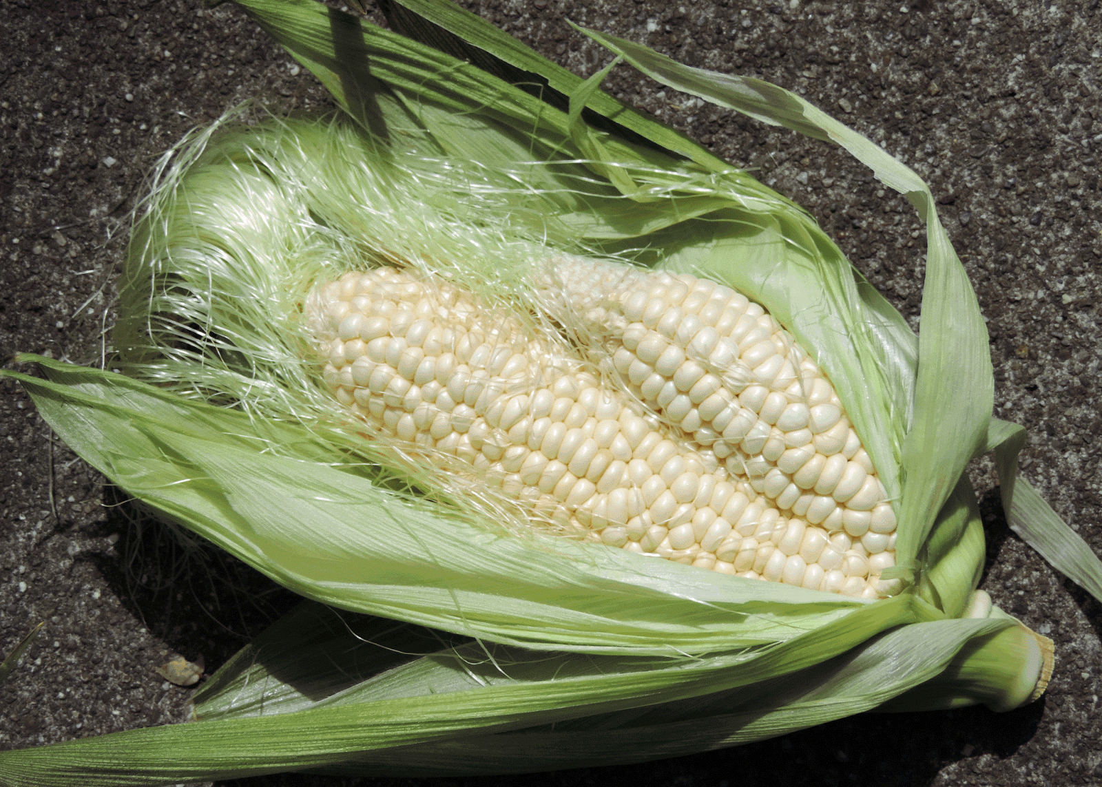 Eden By The Bay: Twin Corn