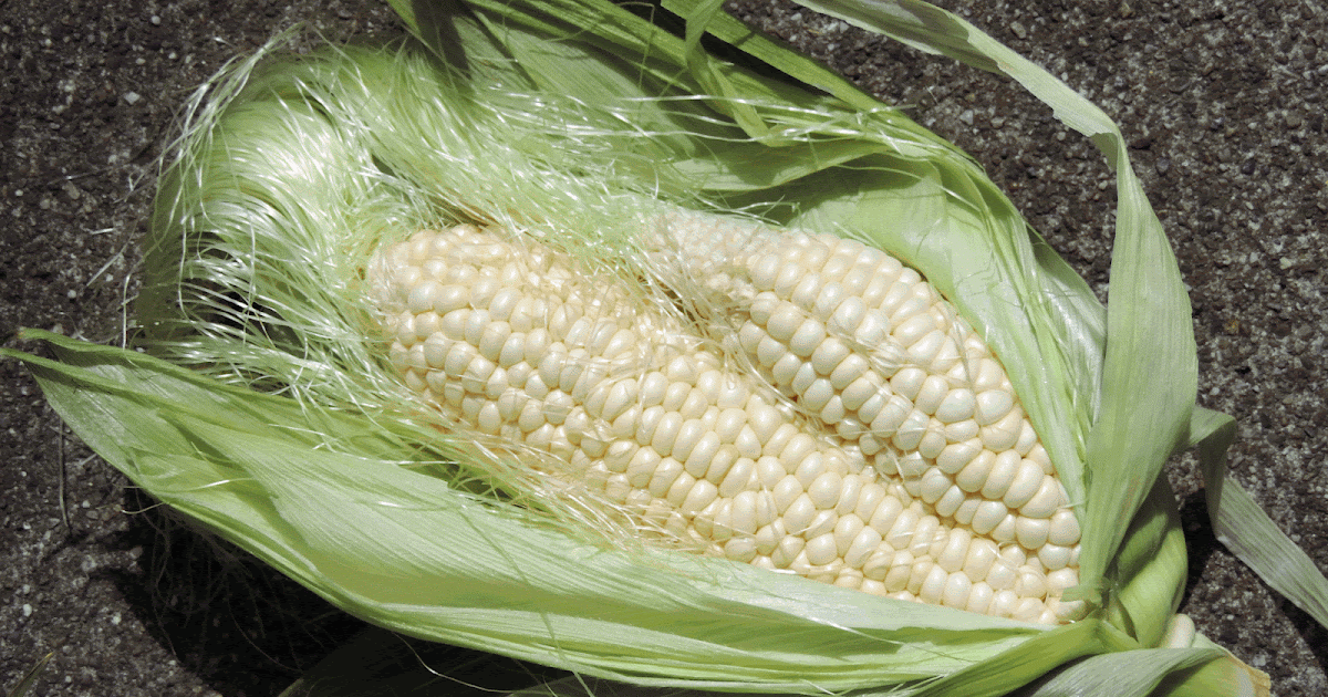 Eden By The Bay: Twin Corn