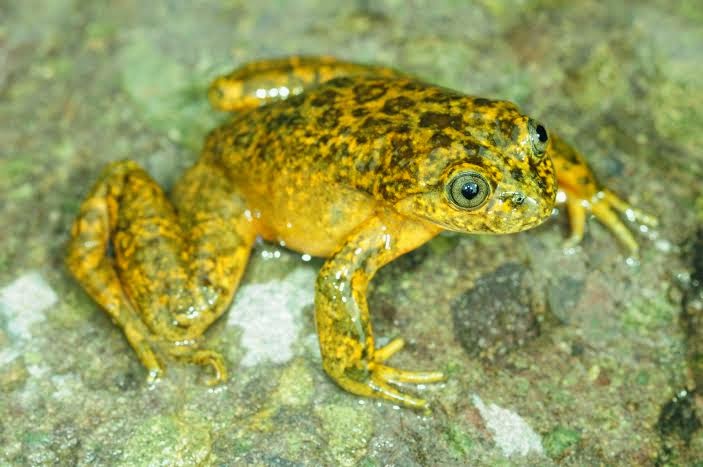 Descubren Nueva especie de Rana Andina
