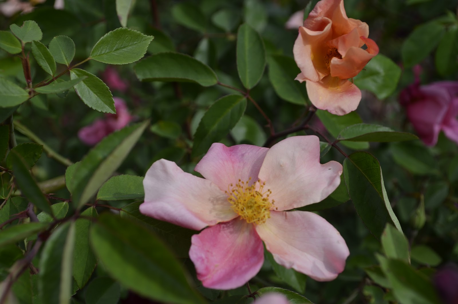 "Eurimbla" Roses: Back to my own weed-filled garden...