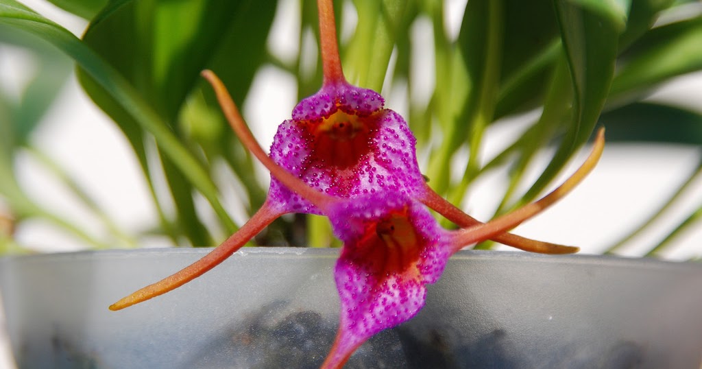 Masdevallia orchid care and culture | Travaldo's blog
