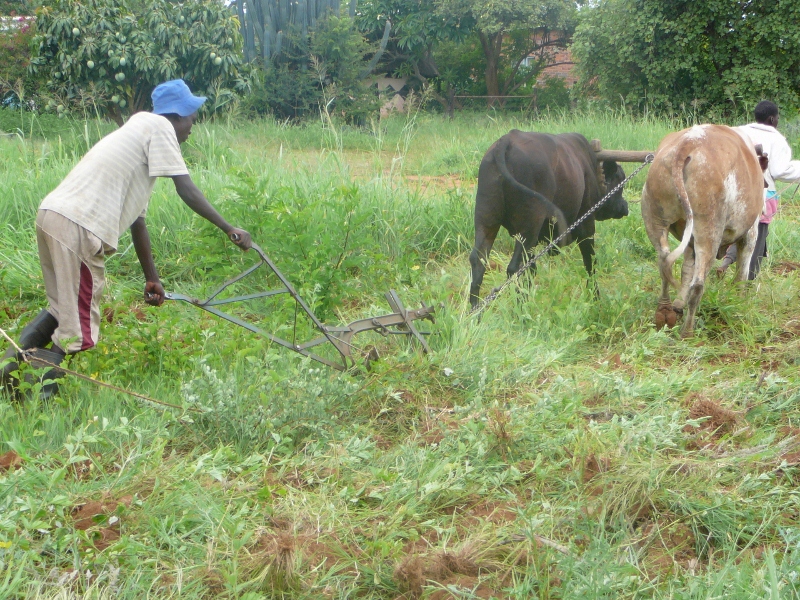 Transition Quaker: Ploughing up the Fallow Ground