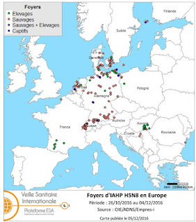 Avian Flu Diary: DEFRA: UK Declares A Pre-Emptive Prevention Zone ...