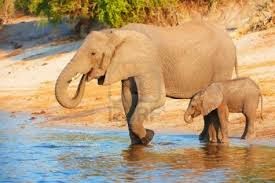 Elefantul African De Tufis Sau Savana(Loxodonta Africana) | WORLD ANIMALS