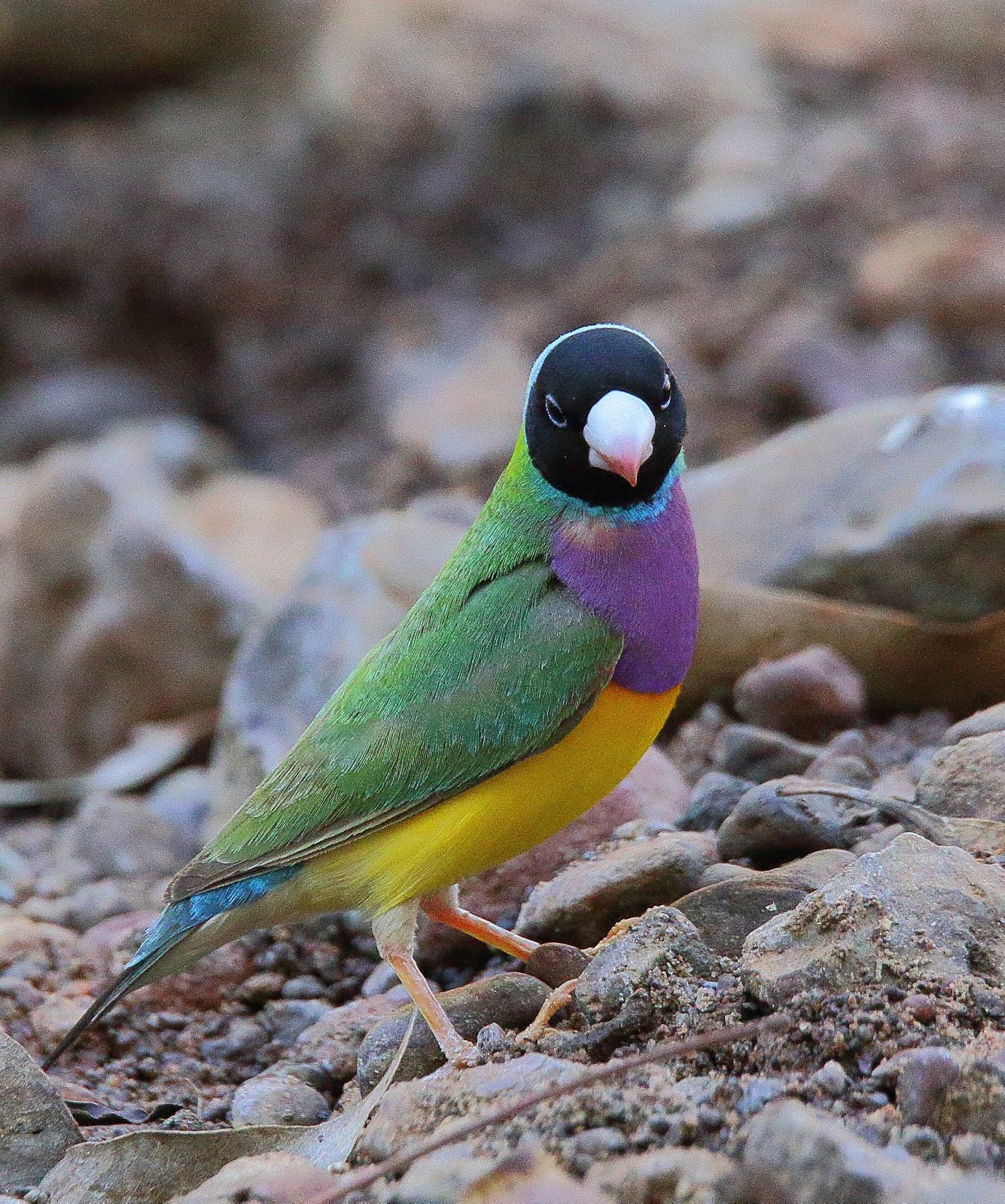 Richard Waring's Birds of Australia: Gouldian Finches