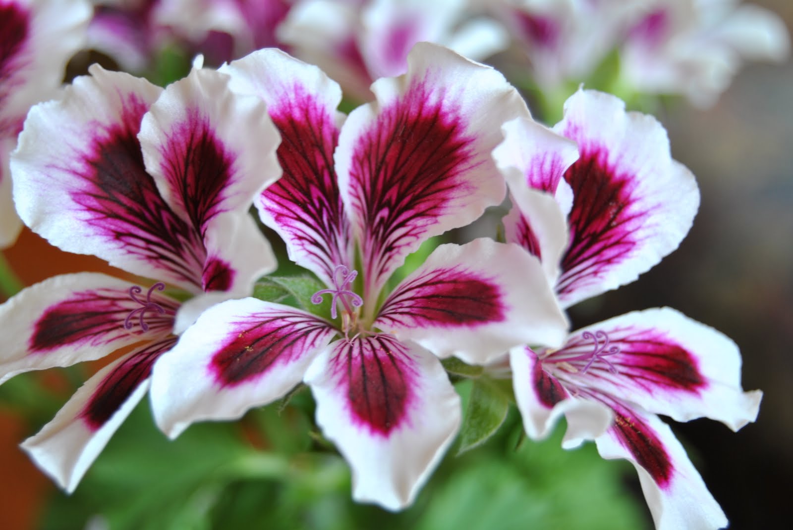 plantas: GERANEO PENSAMIENTO (Pelargonium Grandiflorum)