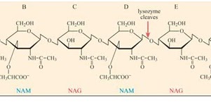 My Scientific Blog - Research and Articles: Lysozyme