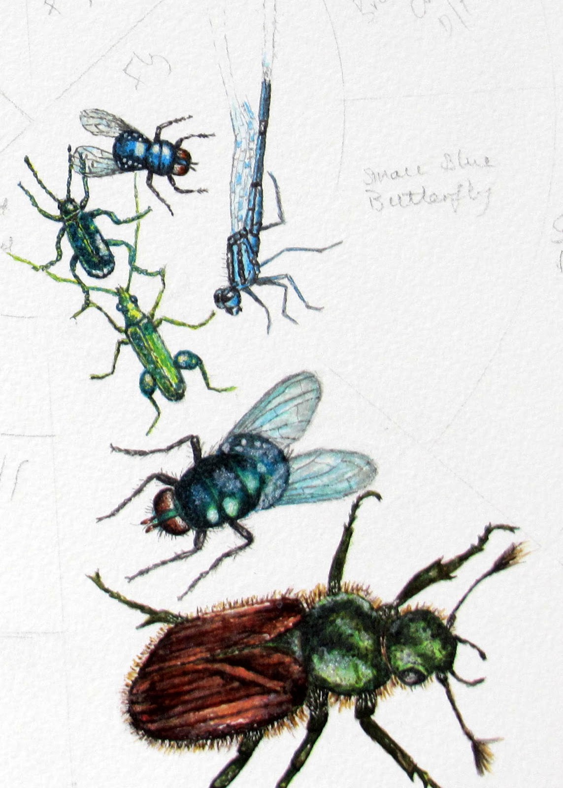 Cath Hodsman - Wildlife and Natural History Artist: "Colour Wheel ...