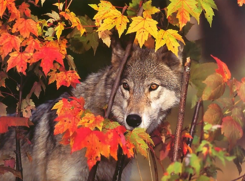 White Wolf : Breathtaking photos of wolves in the woods during the ...