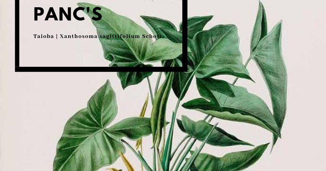 Precisamos falar sobre as Panc's