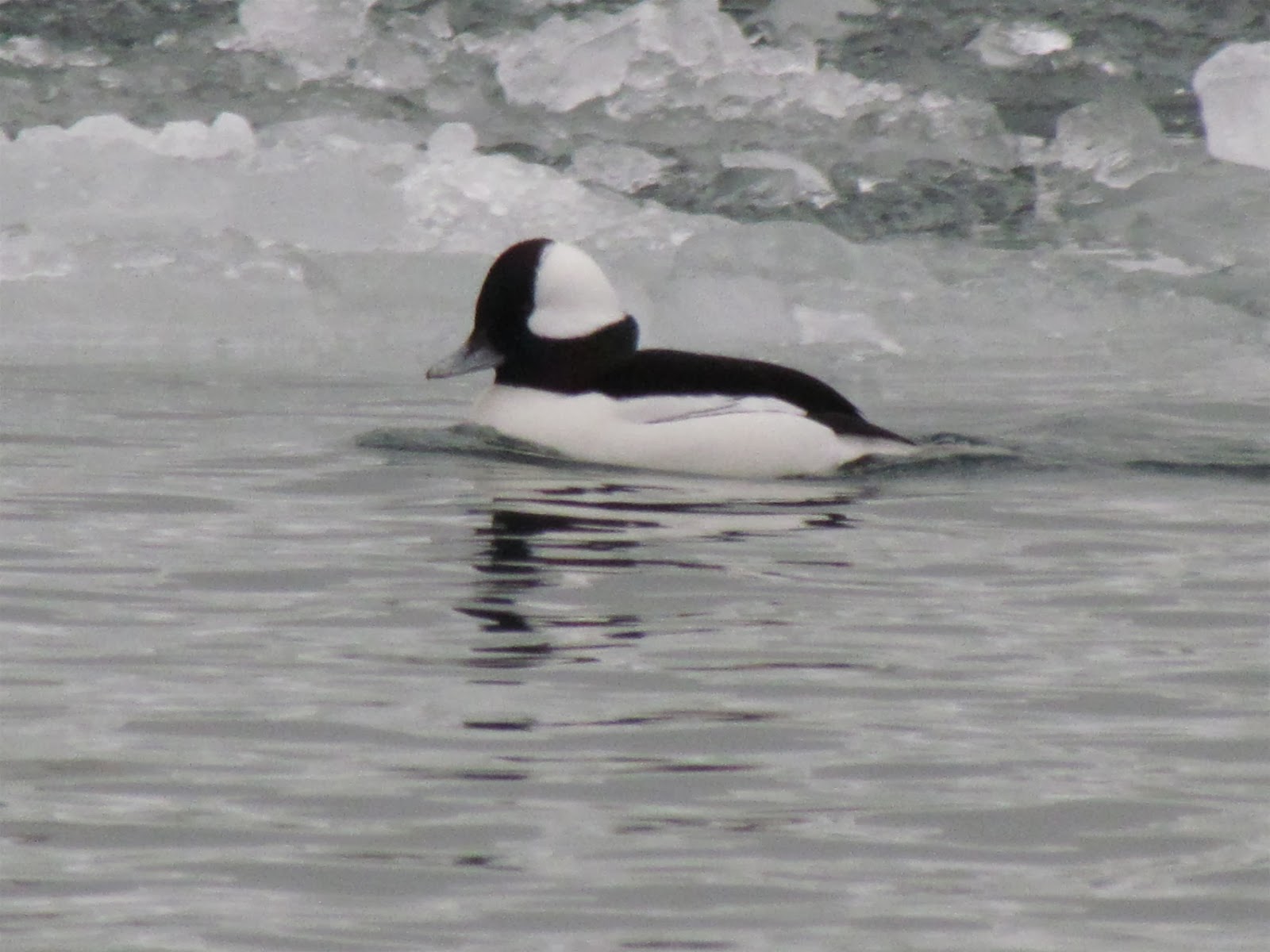 The World of Gord: Winter Waterfowl