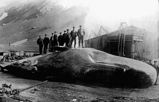 JAMES BARTLEY Y LA BALLENA :'''NO LO SE!!!... ¿O SI?