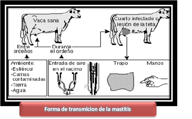 Granja Experimental: Mastitis