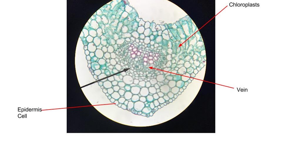 Nakul Nagaraj Biology Blog: Ligustrum Plant Cells