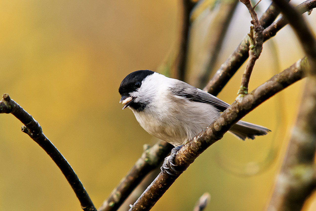 Aurum Signum: Lintulaudan linnut
