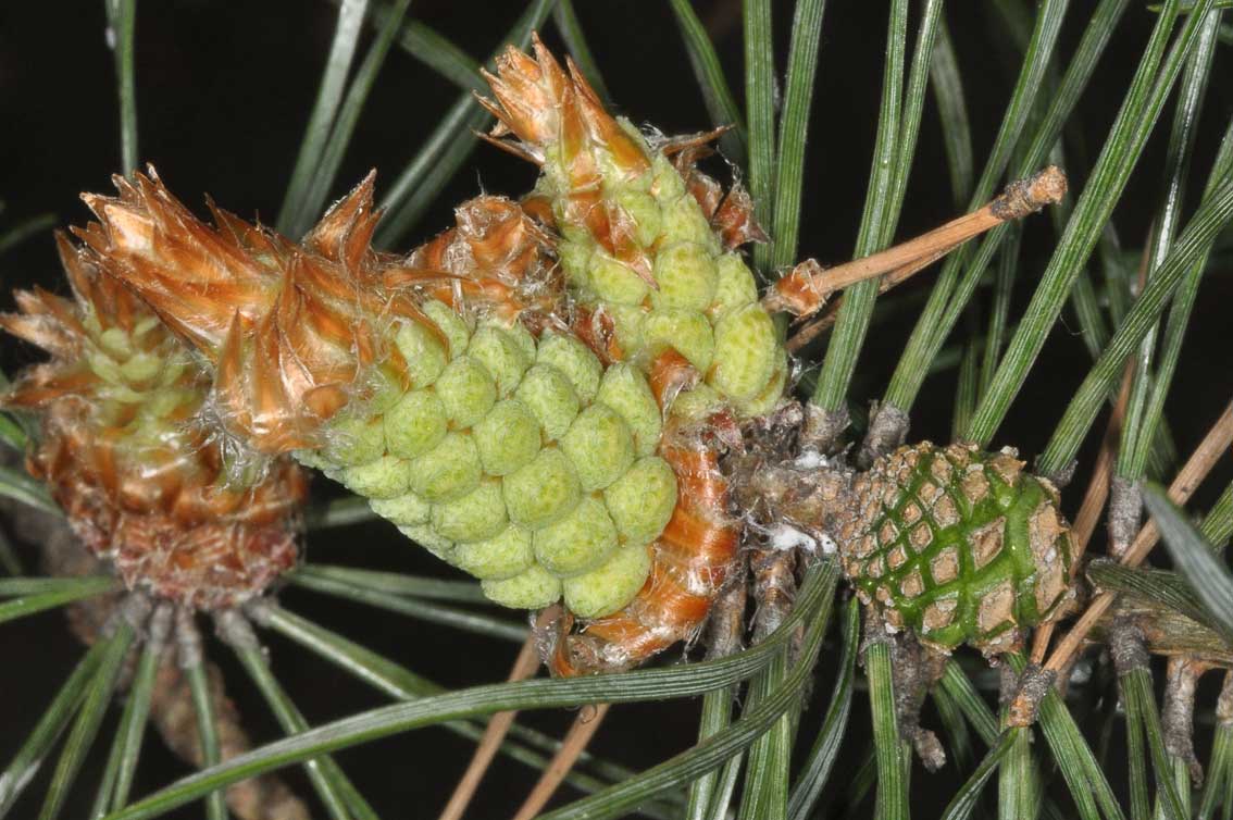 Öröklődő tévhit, hogy...: a fenyő termése a toboz
