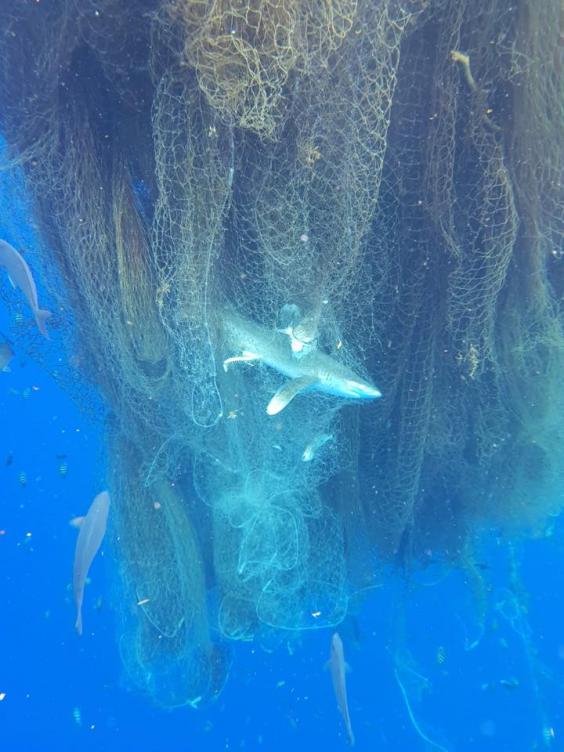 Sciency Thoughts: Massive Ghost Net seen with thousands of trapped Fish ...