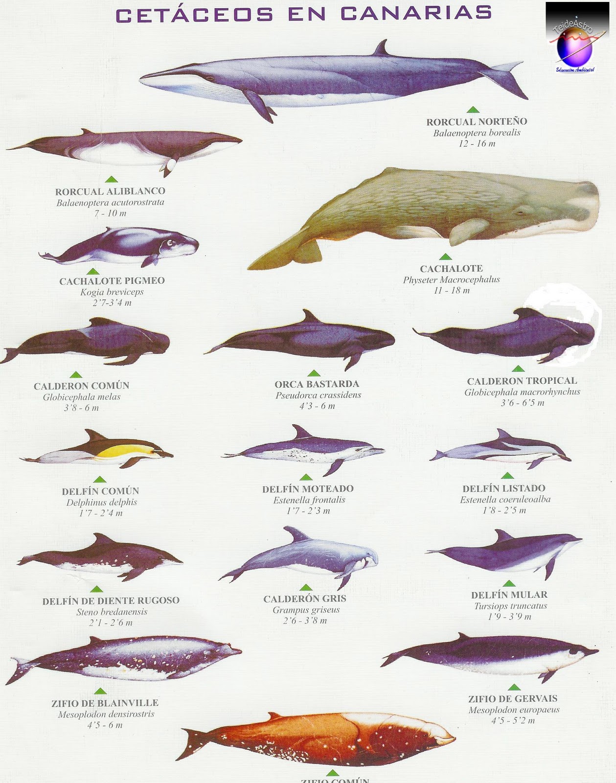 Conociendo a las aves y mamiferos: LOS EUTERIOS