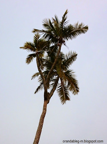 Gambar Pohon Kelapa Bercabang Tiga