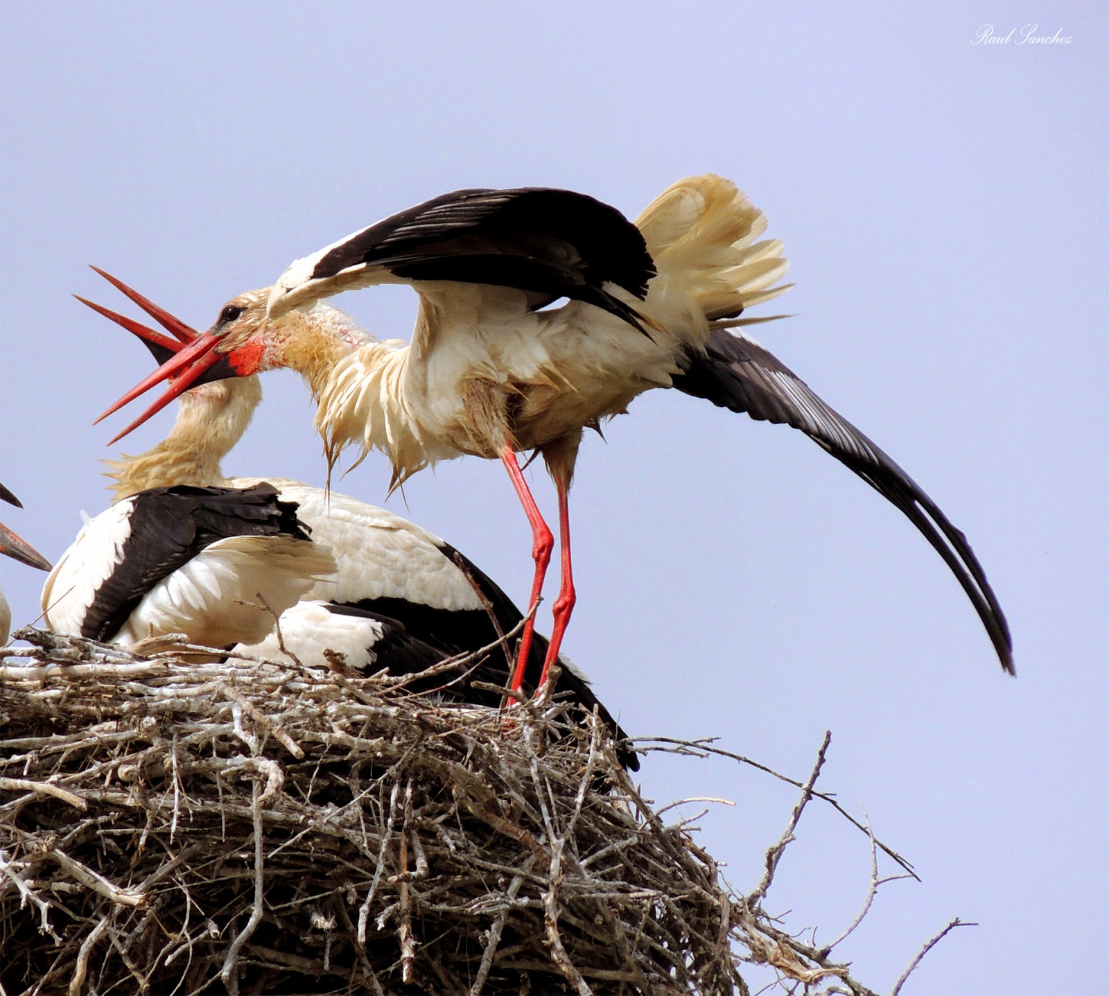 Naturaleza Viva : La cigüeña blanca (Ciconia ciconia)
