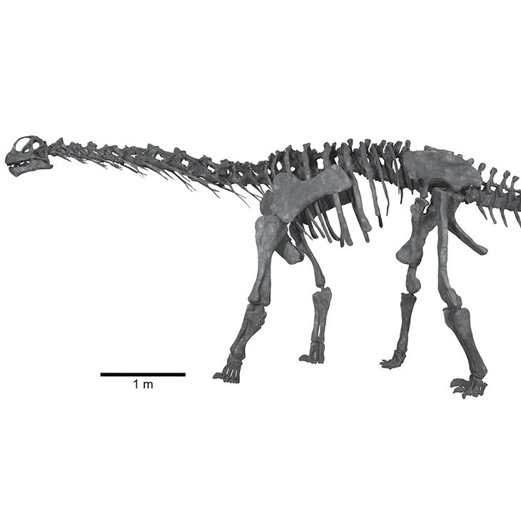 Species New to Science: [Paleontology • 2017] Moabosaurus utahensis • A ...