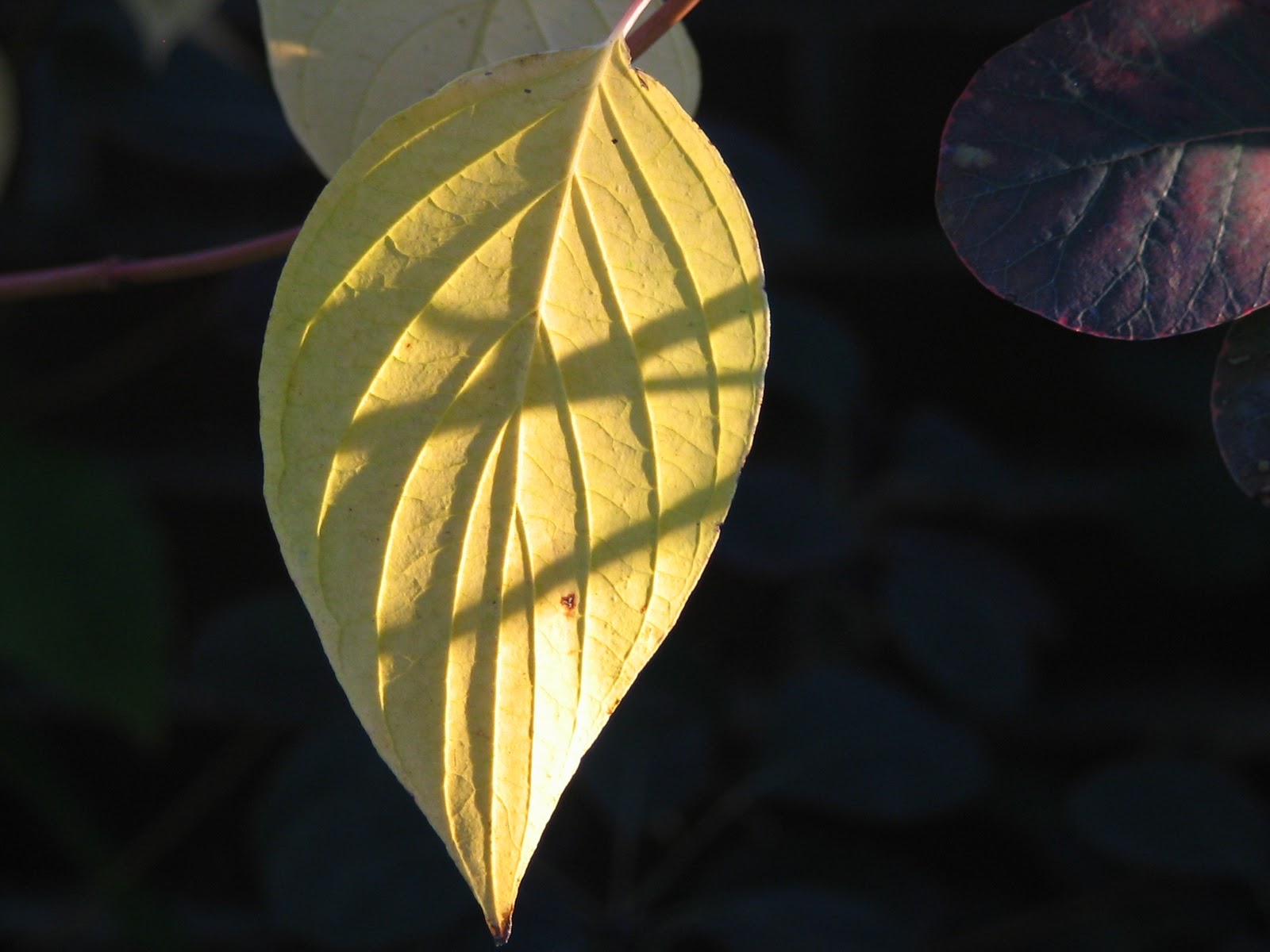 Mark's Veg Plot: Photos