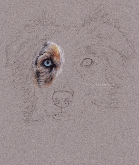 Australian Shepherd - Step by step | Artistic Blog - learn how to draw ...