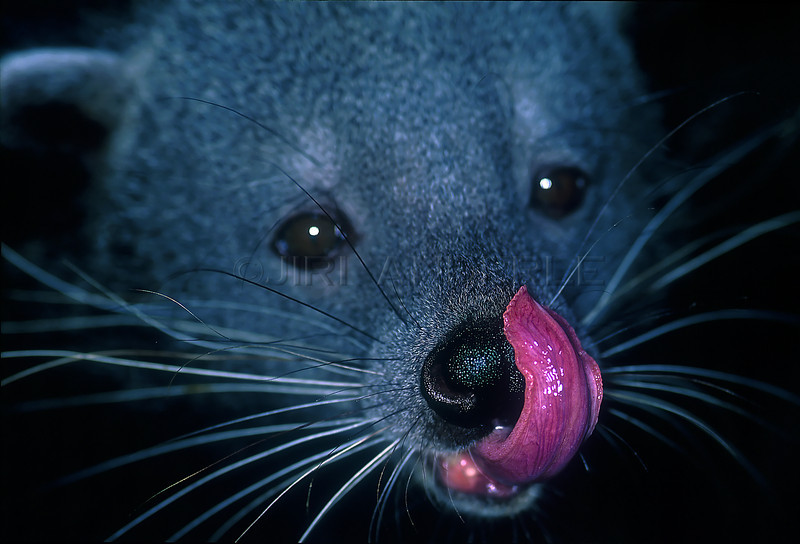 El ojo del buitre: Manturón (Arctictis binturong)