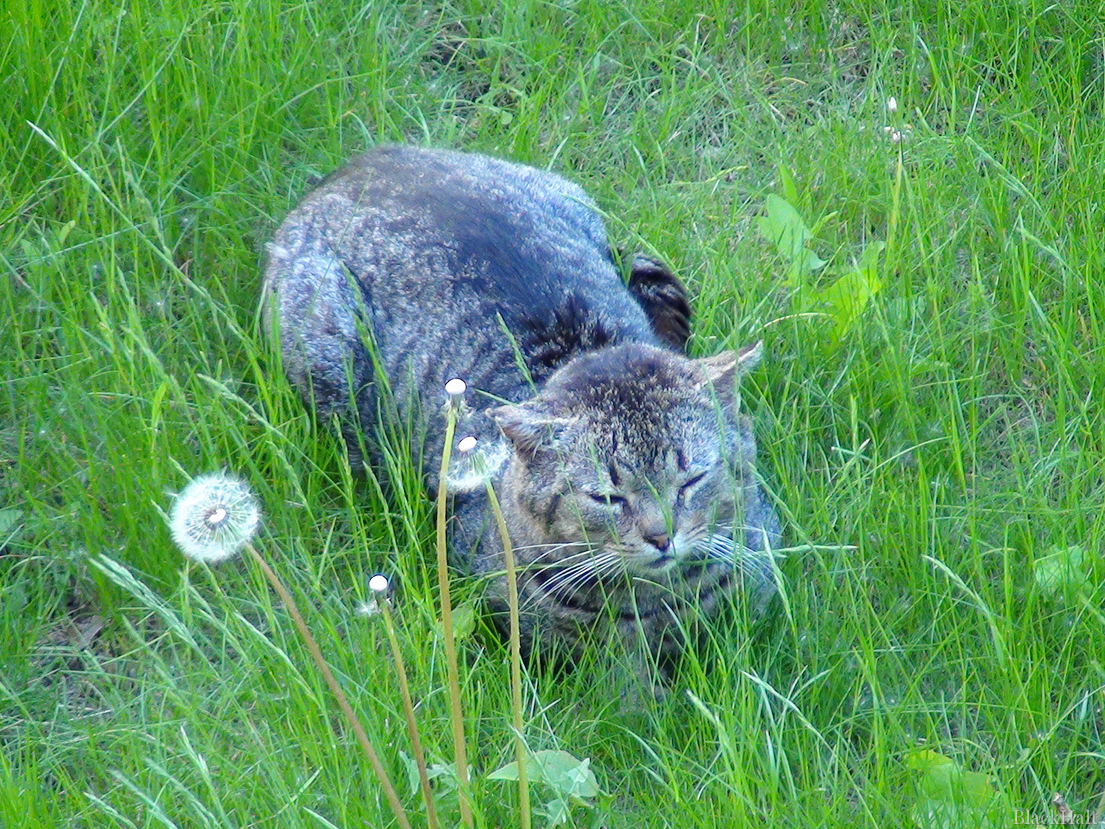 Runcis - PhotoBlogSite